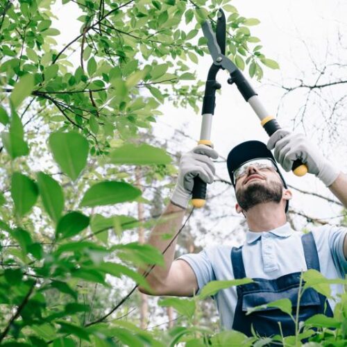 What Makes a Tree Protected and How to Find Out